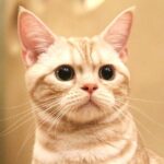 Tokyo Cat Café in Kichijoji - Forest Themed - FAQ