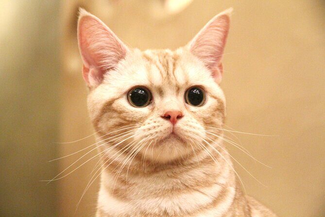 Tokyo Cat Café in Kichijoji - Forest Themed - FAQ