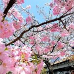 Tokyo Cherry Blossoms blooming spots E-bike Tour, 3hrs - What Makes This Tour Stand Out?