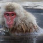 Tokyo Day Trip to Snow Monkeys and Zenkoji - Exploring Zenkoji Temple