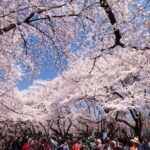 Tokyo: Enjoy "Hanami" Cherry Blossom Experience - Detailed Breakdown of the Itinerary