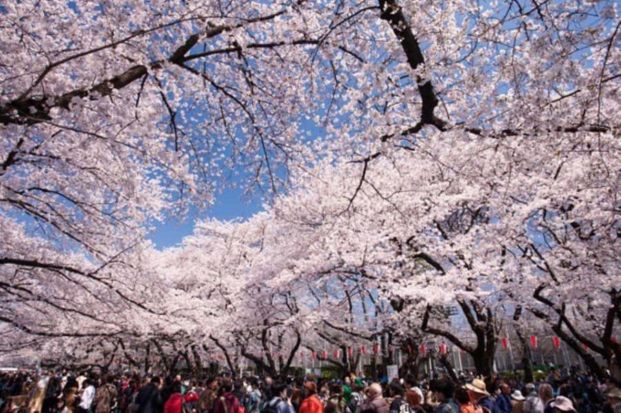 Tokyo: Enjoy "Hanami" Cherry Blossom Experience - Detailed Breakdown of the Itinerary