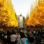Tokyo: Golden Ginkgo Avenue Autumn Leaves Walk - The Itinerary in Detail