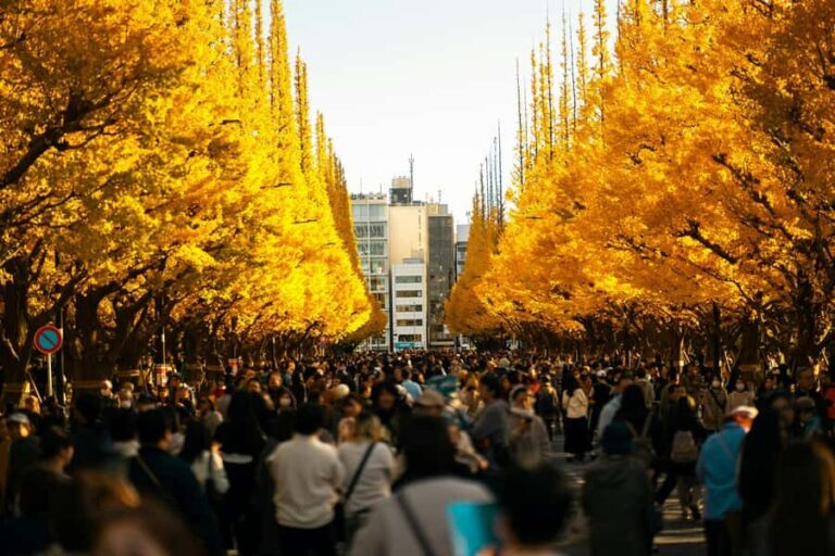 Tokyo: Golden Ginkgo Avenue Autumn Leaves Walk - The Itinerary in Detail