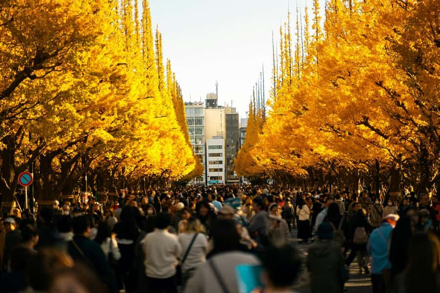 Tokyo: Golden Ginkgo Avenue Autumn Leaves Walk - The Itinerary in Detail