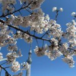 Tokyo Guided Tour: Asakusa, Sensoji Temple, Akihabara, Sushi in Kanda - The Itinerary in Detail