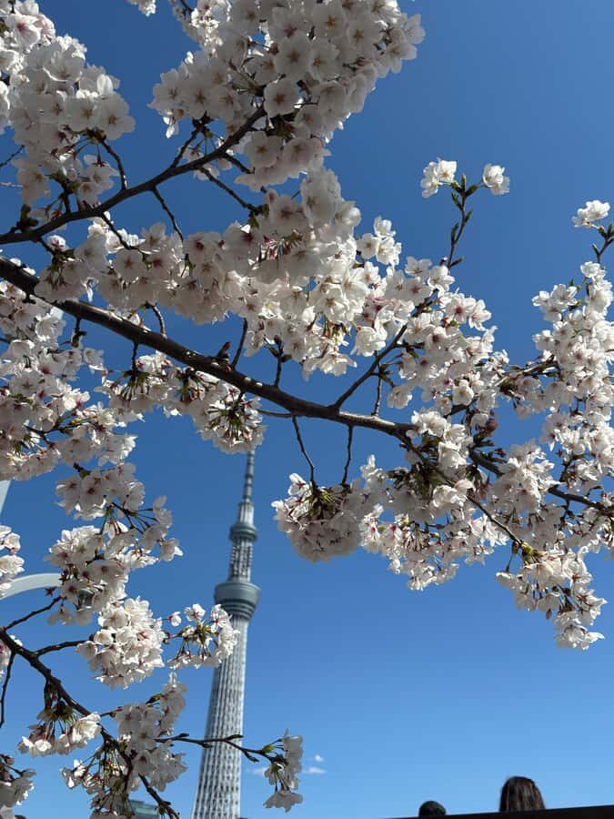 Tokyo Guided Tour: Asakusa, Sensoji Temple, Akihabara, Sushi in Kanda - The Itinerary in Detail