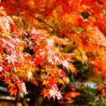 Tokyo: Heirinji Temple Monks Path & Forest Meditation Walk - Practical Tips for a Great Experience