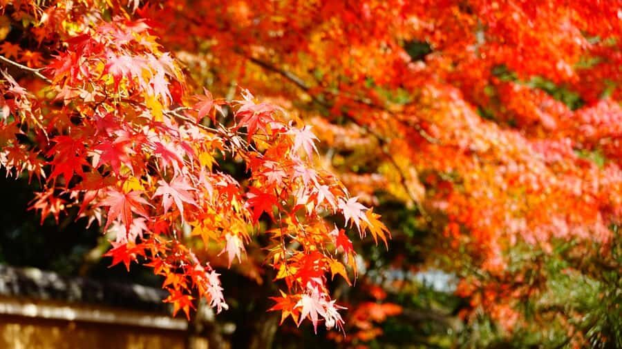 Tokyo: Heirinji Temple Monks Path & Forest Meditation Walk - Practical Tips for a Great Experience
