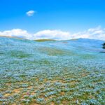 Tokyo: Hitachi Seaside Park & Aquaworld Oarai Aquarium Tour - The Itinerary Breakdown