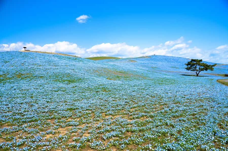 Tokyo: Hitachi Seaside Park & Aquaworld Oarai Aquarium Tour - The Itinerary Breakdown