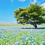 Tokyo & Ibaraki Tour: Hitachi Seaside Park & Adachi Wisteria - The Experience in Context: What Makes It Worthwhile