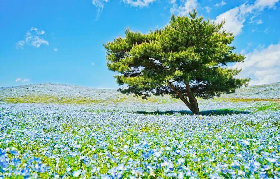 Tokyo & Ibaraki Tour: Hitachi Seaside Park & Adachi Wisteria - The Experience in Context: What Makes It Worthwhile