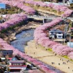 Tokyo-Izu: Volcano, Ocean& Capybara Cuddle with Izu Scenic Train - What Travelers Will Love