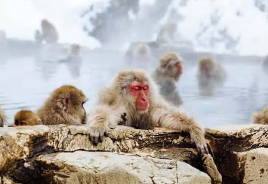 Tokyo: Jigokudani Snow Monkey Park Private Customized Tour - An In-Depth Look at the Tour Experience