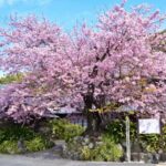 Tokyo: Kawazu Cherry Blossom & Onsen Small-Group Trip - The Itinerary: What Makes It Special?