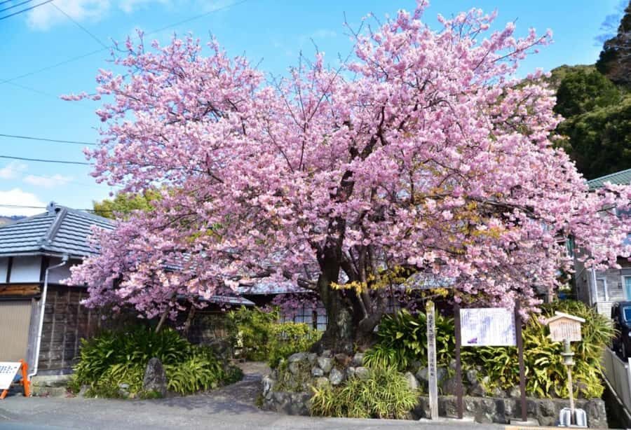 Tokyo: Kawazu Cherry Blossom & Onsen Small-Group Trip - The Itinerary: What Makes It Special?