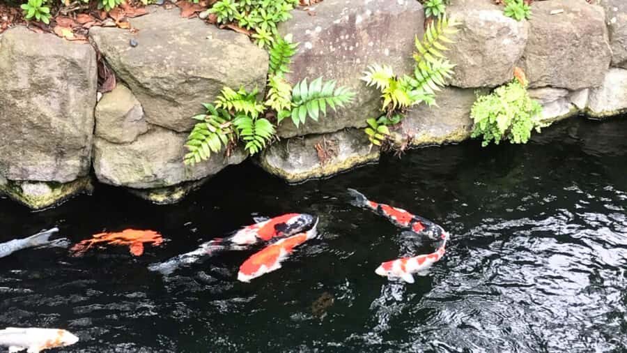 Tokyo: Master Asakusa Temple Etiquette, Food & Photo Walk - The Itinerary