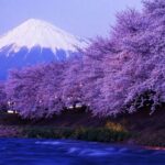 Tokyo: Mt Fuji 3 Lakes Day Trip Secret Spots and Seasonal View - A Deep Dive into the Itinerary