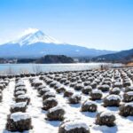 Tokyo: Mt. Fuji 5th Popular Spots and Sagamiko Illumination - Frequently Asked Questions