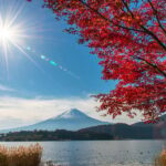 Tokyo: Mt. Fuji Highlights and Whisky Museum Private Tour - Oishi Park: Scenic Views and Seasonal Flowers