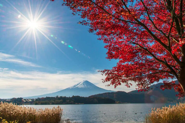 Tokyo: Mt. Fuji Highlights and Whisky Museum Private Tour - Oishi Park: Scenic Views and Seasonal Flowers