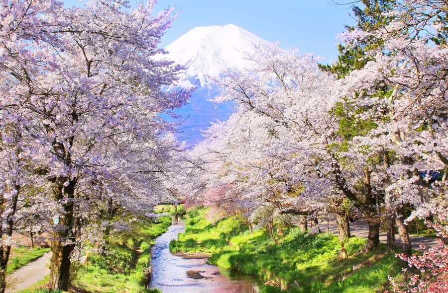 Tokyo: Mt Fuji & Oshino Hakkai & Lake Kawaguchi & Oishi Park - An In-Depth Look at the Tour Experience