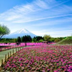 Tokyo: Mt. Fuji Photo Spots, Pink Moss & Cherry Blossom Tour - The Logistics: What You Can Expect