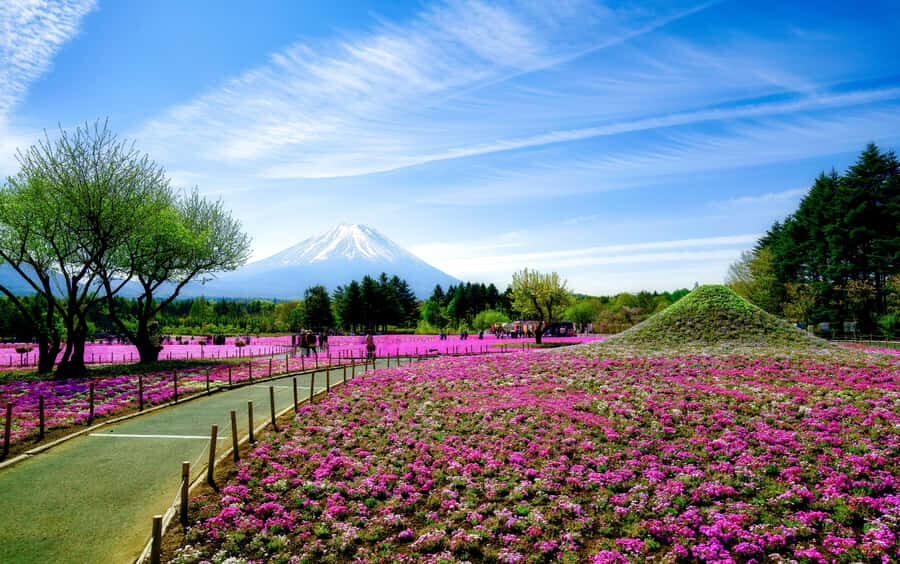 Tokyo: Mt. Fuji Photo Spots, Pink Moss & Cherry Blossom Tour - The Logistics: What You Can Expect