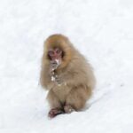 Tokyo/Nagano: Hakuba Valley & Togakushi Shrine 2-Day Tour - Transportation, Group Size, and Practicalities