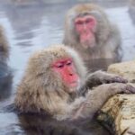 Tokyo: Nagano Private Day Tour with Guide and Transfer - Snow Monkeys or Sake Brewing? Your Choice