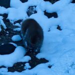 Tokyo/Nagano: private Tour with Snow Monkey Park & Temples - What Makes This Tour Stand Out?