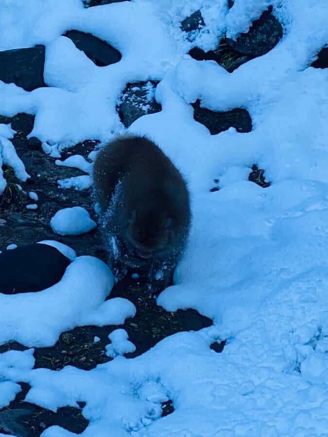 Tokyo/Nagano: private Tour with Snow Monkey Park & Temples - What Makes This Tour Stand Out?