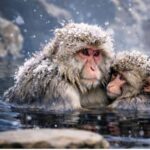 Tokyo & Nagano: Snow Monkey Sightseeing Private Guided Tour - Who Should Consider This Tour?