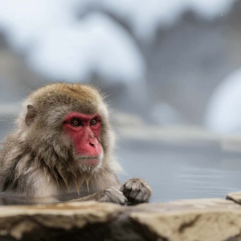 Tokyo Nagano: Snow Monkey & Zenkoji Temple Private Tour - A Step-by-Step Look at the Tour