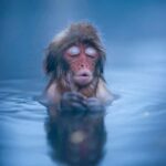 Tokyo: Nagano Snow Monkeys and Zenko-ji Temple Day Trip - Authentic Insights from Reviews