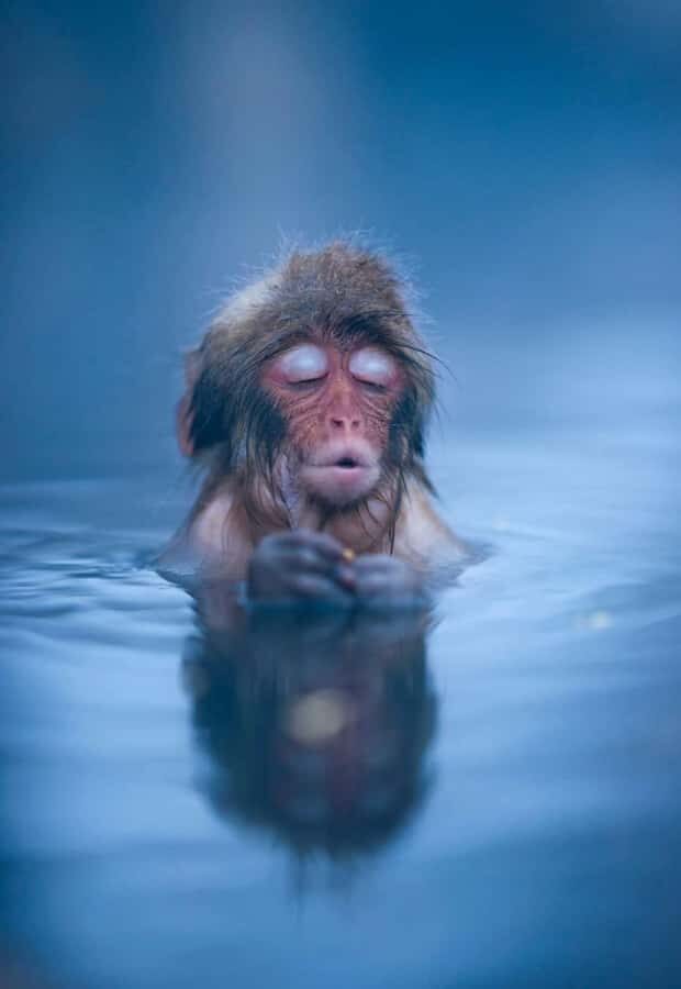 Tokyo: Nagano Snow Monkeys and Zenko-ji Temple Day Trip - Authentic Insights from Reviews