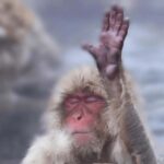 Tokyo & Nagano: Zenkoji Temple & Snow Moneky Private Tour - Practicalities & Value