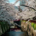 Tokyo: Nakameguro Sakura Riverside Walk with Street Stalls - The Walk Itself: What to Expect