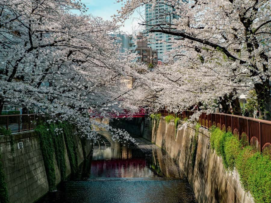 Tokyo: Nakameguro Sakura Riverside Walk with Street Stalls - The Walk Itself: What to Expect