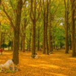 Tokyo Nature Walk: From City Parks to Neon Streets - Practical Details and Considerations