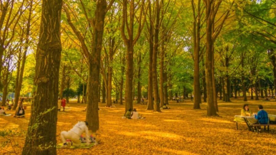 Tokyo Nature Walk: From City Parks to Neon Streets - Practical Details and Considerations