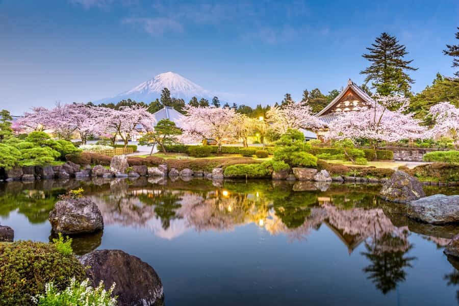 Tokyo: New Views of Mt. Fuji Cherry Blossoms & Tea Picking - The Value of This Tour