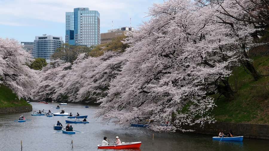 Tokyo Private Cherry Blossom Tour Picnic Included - What Makes This Tour Stand Out?