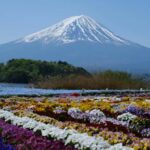 Tokyo: Private Mt. Fuji and Shibazakura Spring Tour - An In-Depth Look at the Experience
