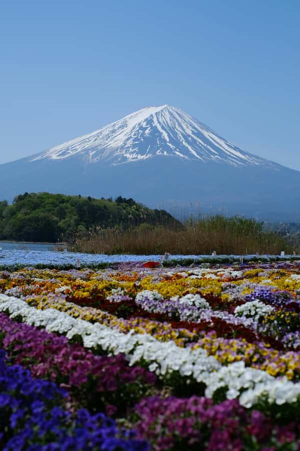 Tokyo: Private Mt. Fuji and Shibazakura Spring Tour - An In-Depth Look at the Experience