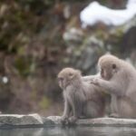 Tokyo: Private Nagano Zenko-ji & Snow Monkeys Day Trip - Is It Worth the Cost?