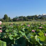 Tokyo: Private Ueno Highlights & Local Gem Walking Tour - Authentic Insights from Past Participants