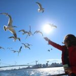 Tokyo: Seagull Feeding or Sunset Bay Cruise with Local Guide - The Sum Up