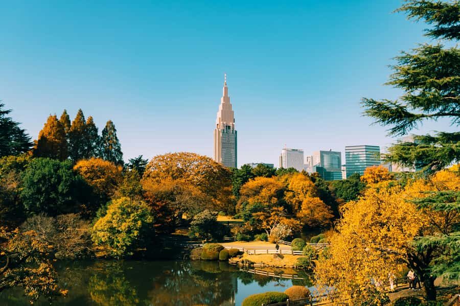 Tokyo: Shinjuku Gyoen Autumn Leaves Stroll (Entry Included) - Who Should Consider This Tour?